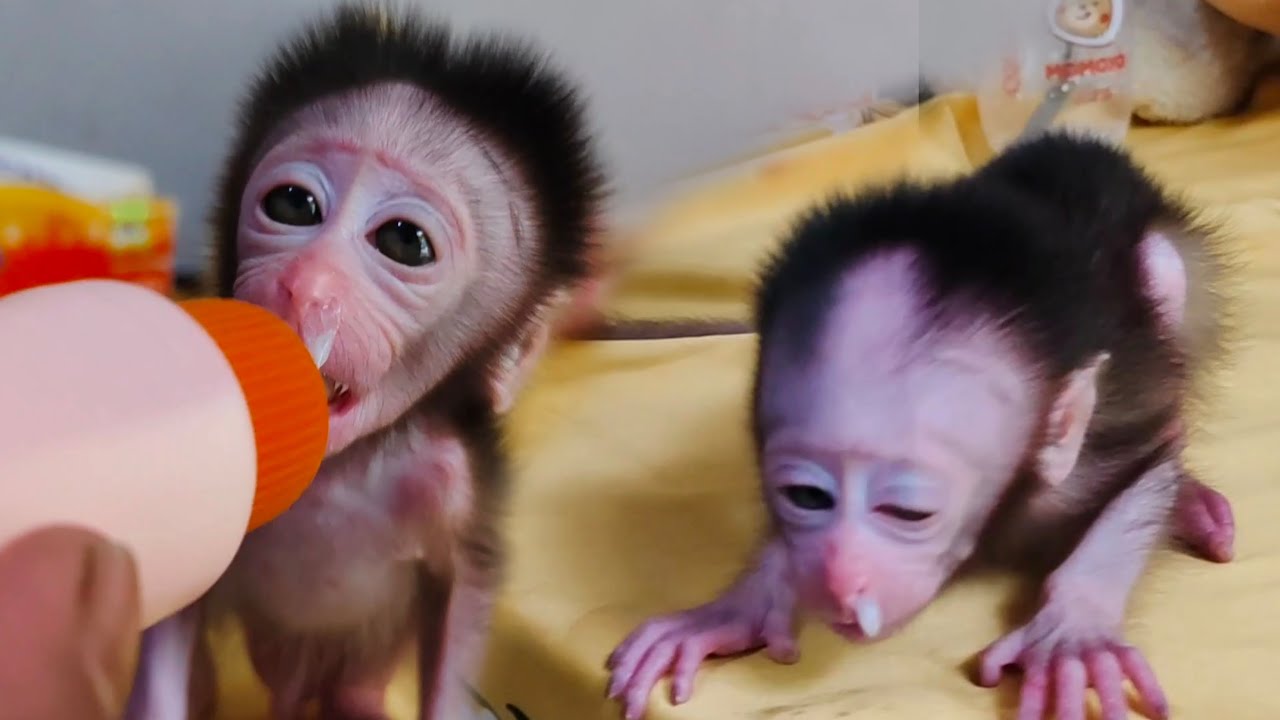 OMG 😱😰 Mickey's baby monkey nose secretes mucus and milk that is in his ...