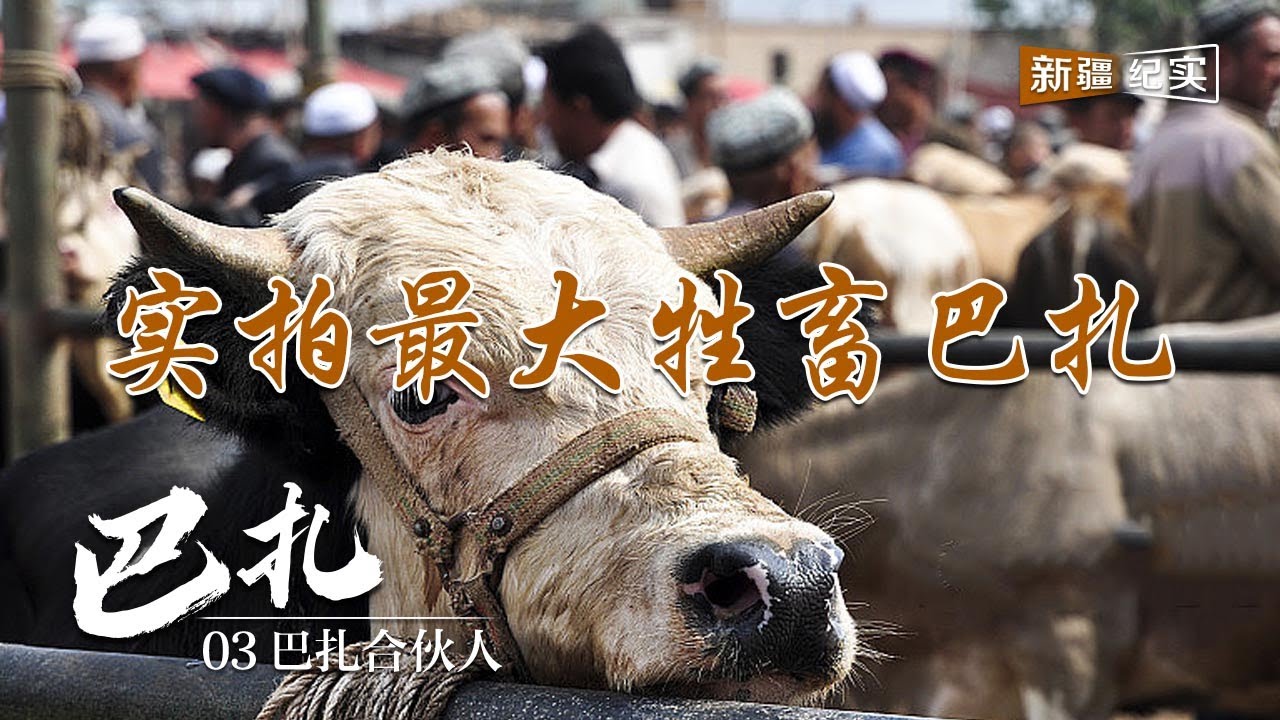 实拍新疆最大的牛羊市场,看当地人怎么交易牲畜 《巴扎》 第3集 巴扎合伙人 微观中国 Youtube