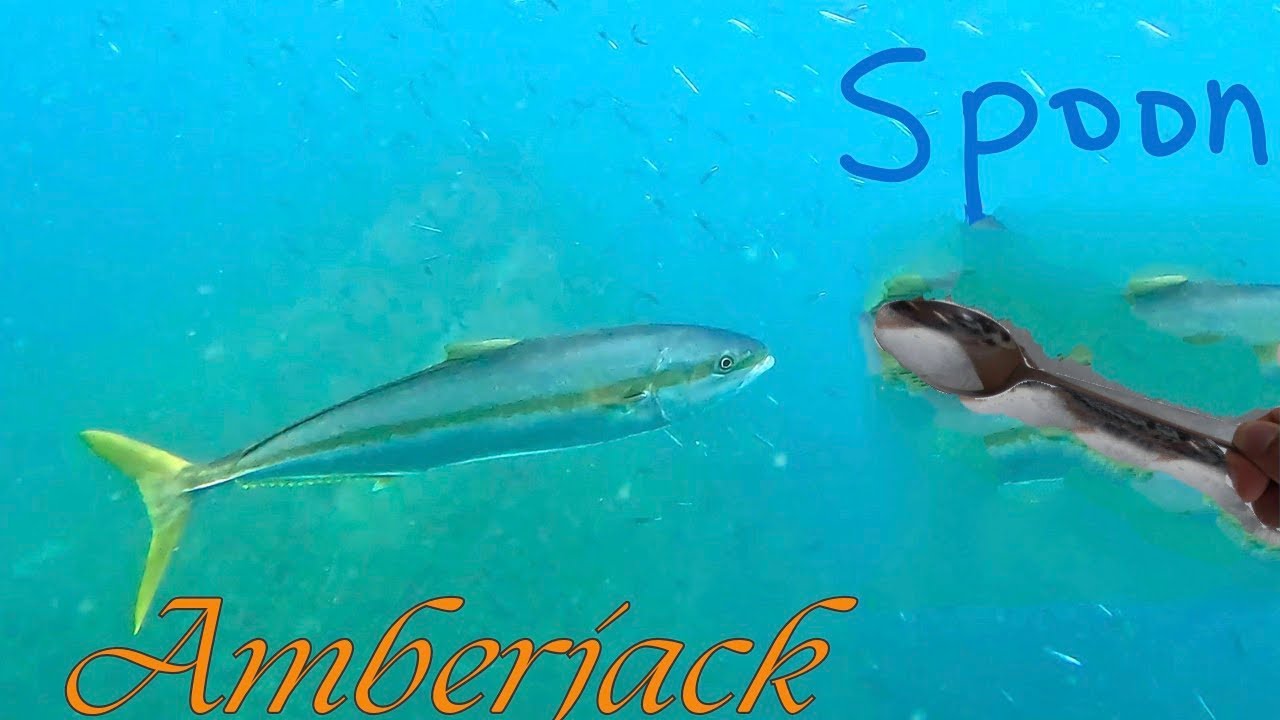 A Spoon attracts a Massive Yellowtail Amberjack - YouTube