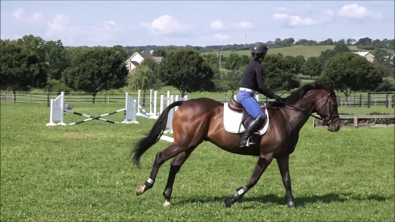 Dozer Summer Jumping - YouTube