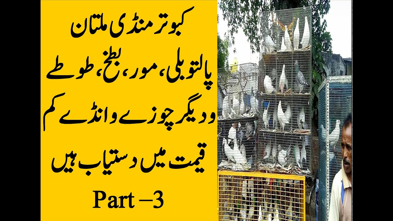 Multan Kabootar Mandi Part 3 | Multan Godri | Pets Market in Multan ...