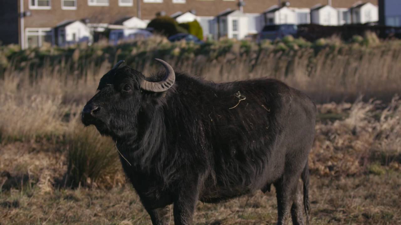 West Rise School by the Marsh Documentary - YouTube