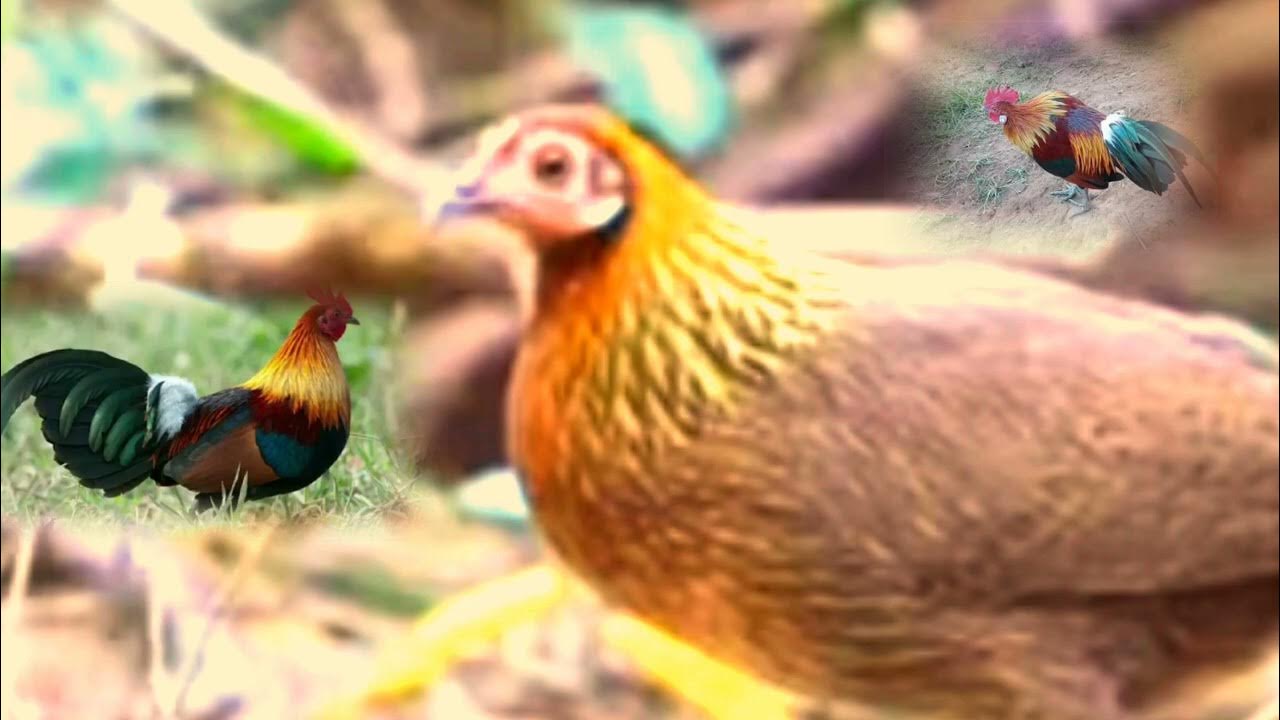 suab poj qaib đib tsauj thiab seev zoo kawg nkaud đib tuaj/100/ 31 3 2023 - YouTube