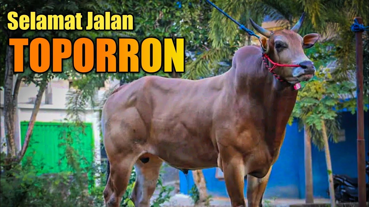 Selamat Jalan Karapan Sapi TOPORRON JETMATIC - YouTube
