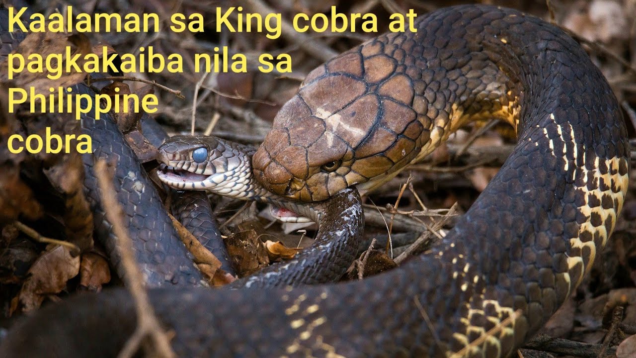 Kaalaman sa King cobra at ang pagkakaiba nito sa Philippine cobra ...