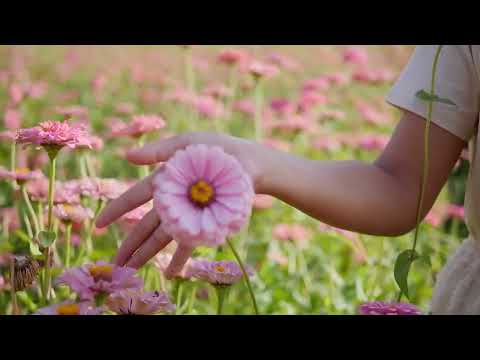 ARİF NAZIM BİR GÜN ANLARSIN