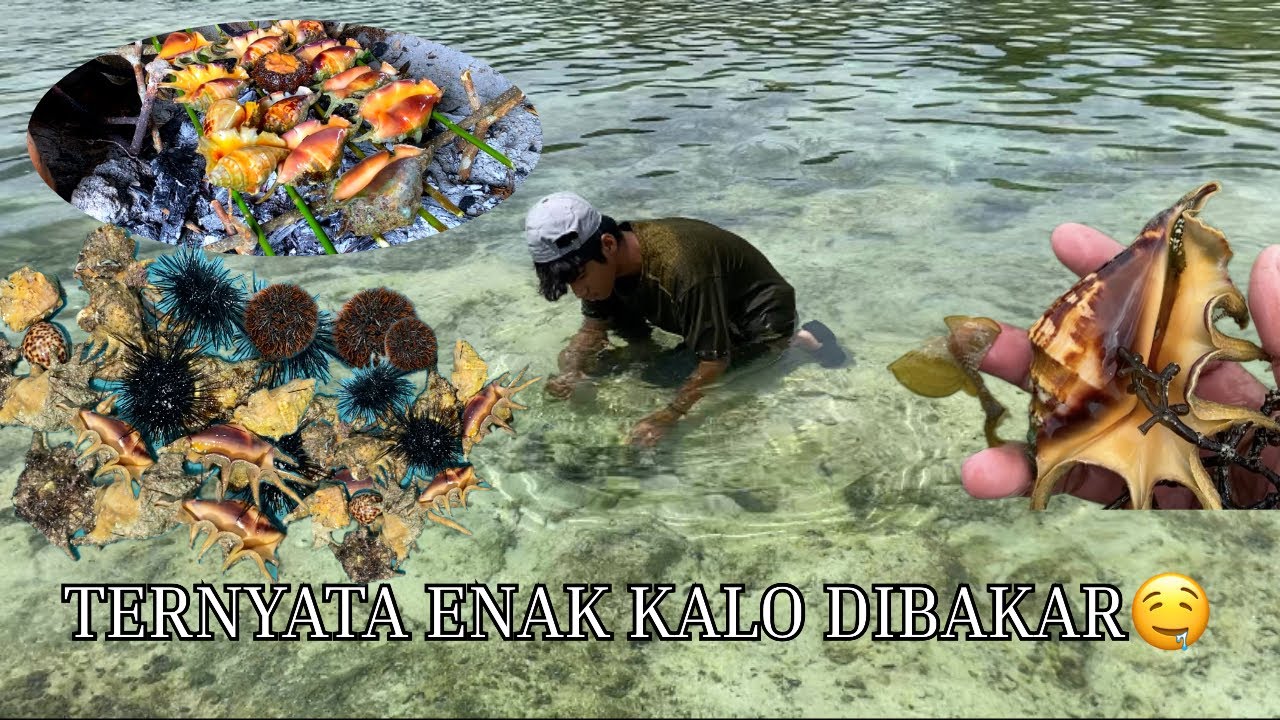 BERBURU KERANG DAN LANDAK LAUT | Pulau ini tidak kekurangan makanan🤤 ...
