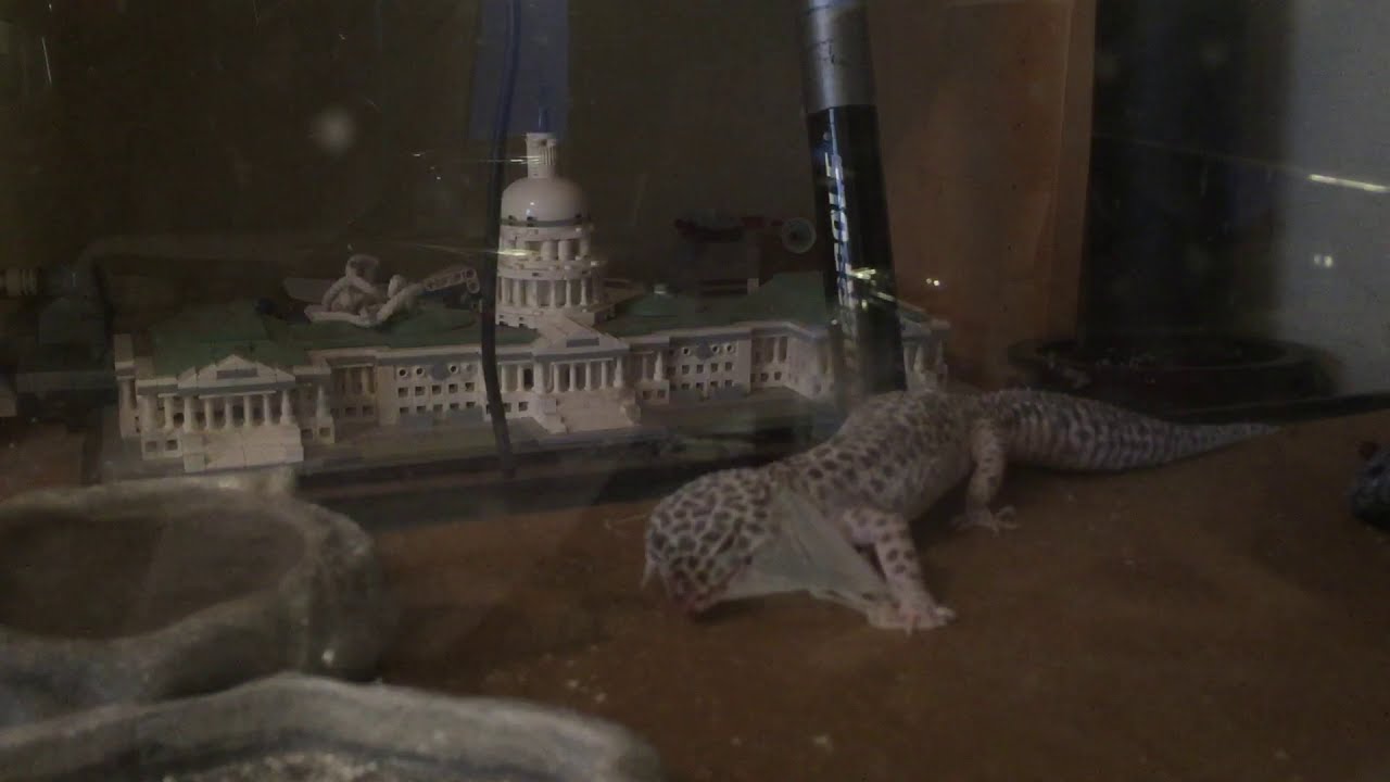 Cute video of leopard gecko molting, read description! - YouTube