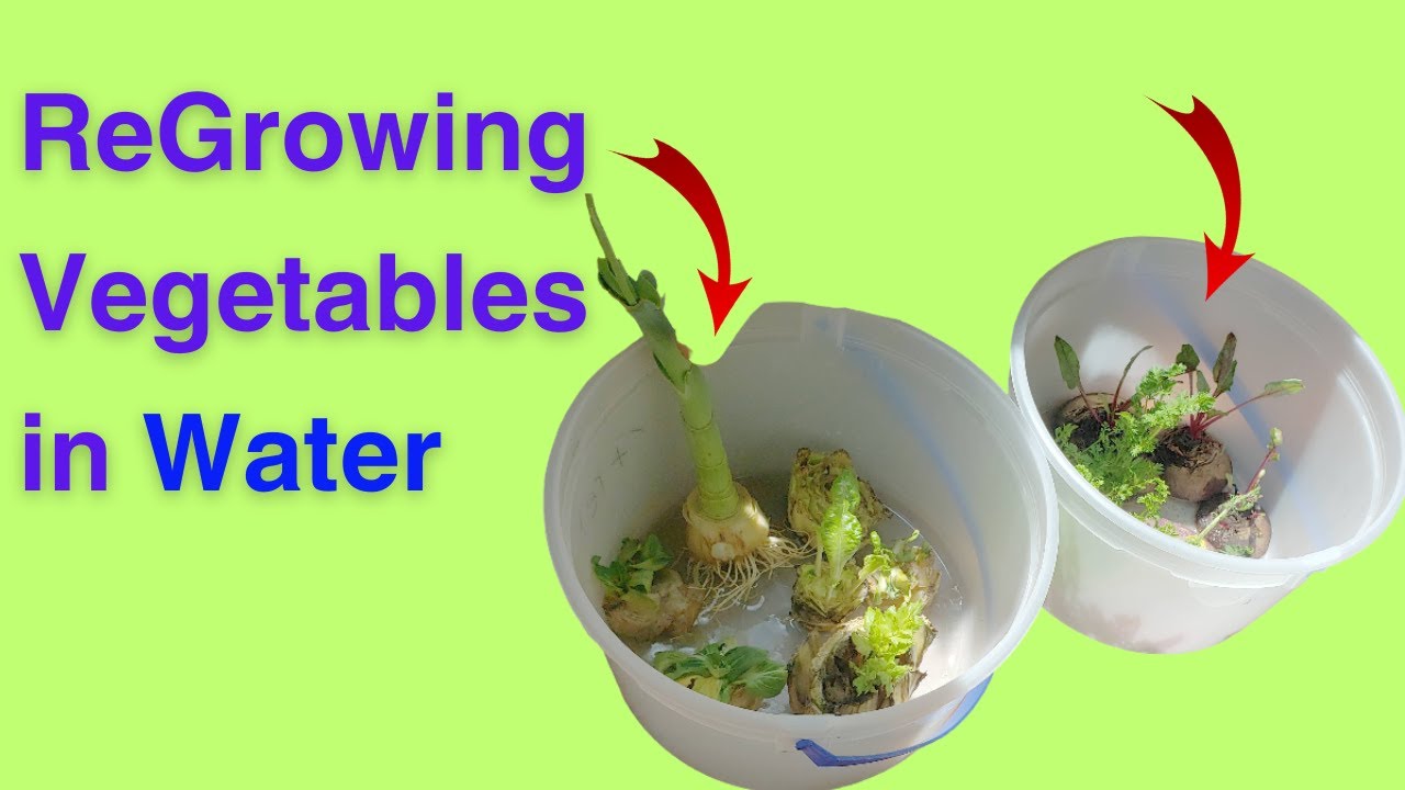 Regrowing Tons of Vegetables in Water From Kitchen Scraps - YouTube