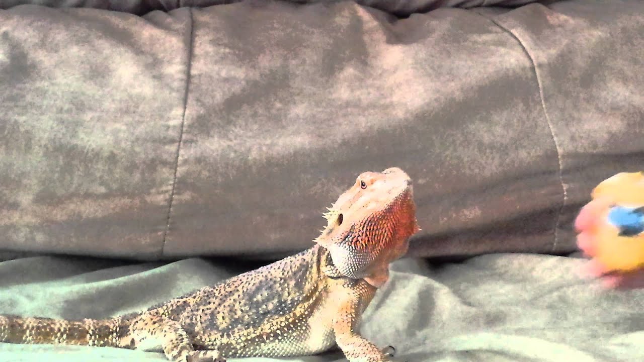 Sven the Bearded Dragon...Minion Twinkie - YouTube