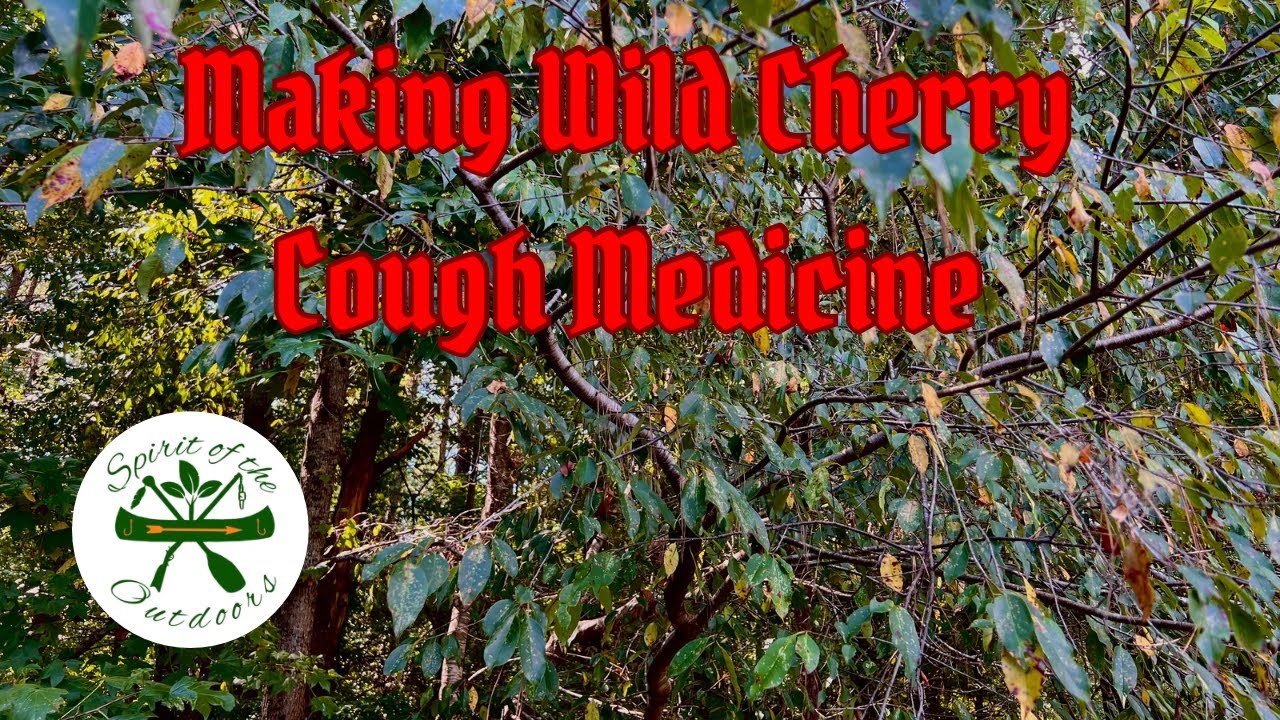 Making Wild Cherry Cough Medicine - YouTube