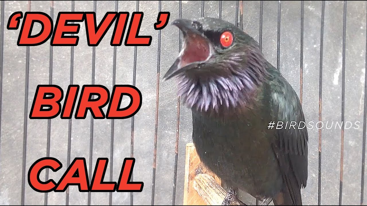'Devil' Bird Call | Asian glossy starling Calls Aplonis panayensis # ...