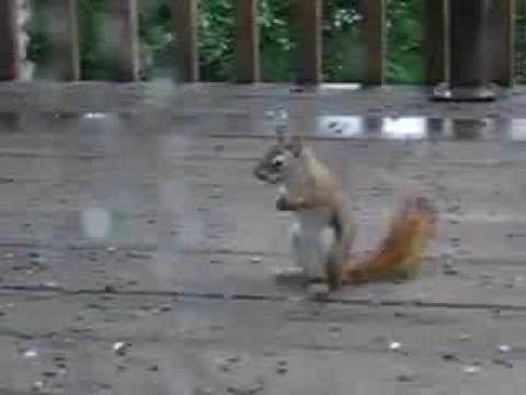 PvP Булок