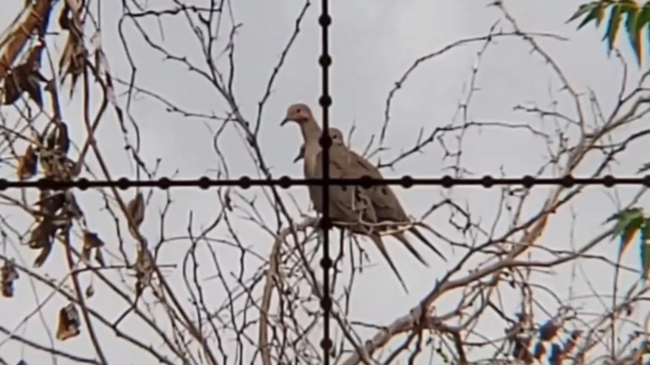 Cacería de aves con rifle Benjamin Discovery .22 - YouTube
