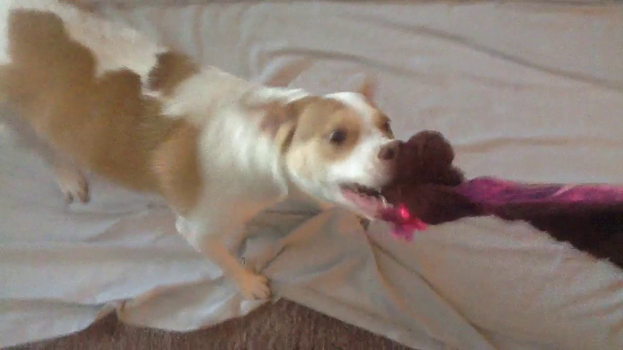 playing with my dog, stella - YouTube