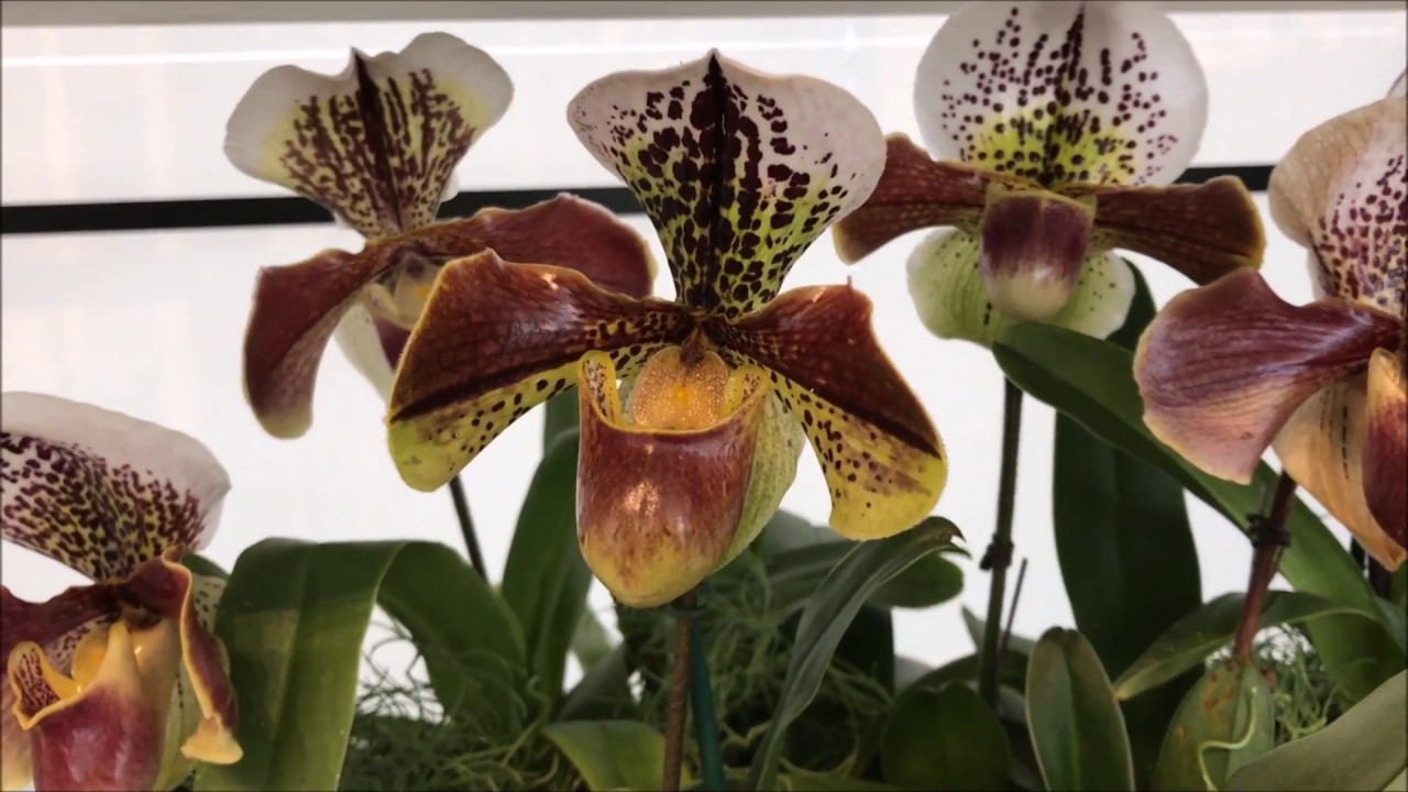 Exhibit Tour: Orchids (A Moment) at the Hirshhorn DC 2017 - YouTube