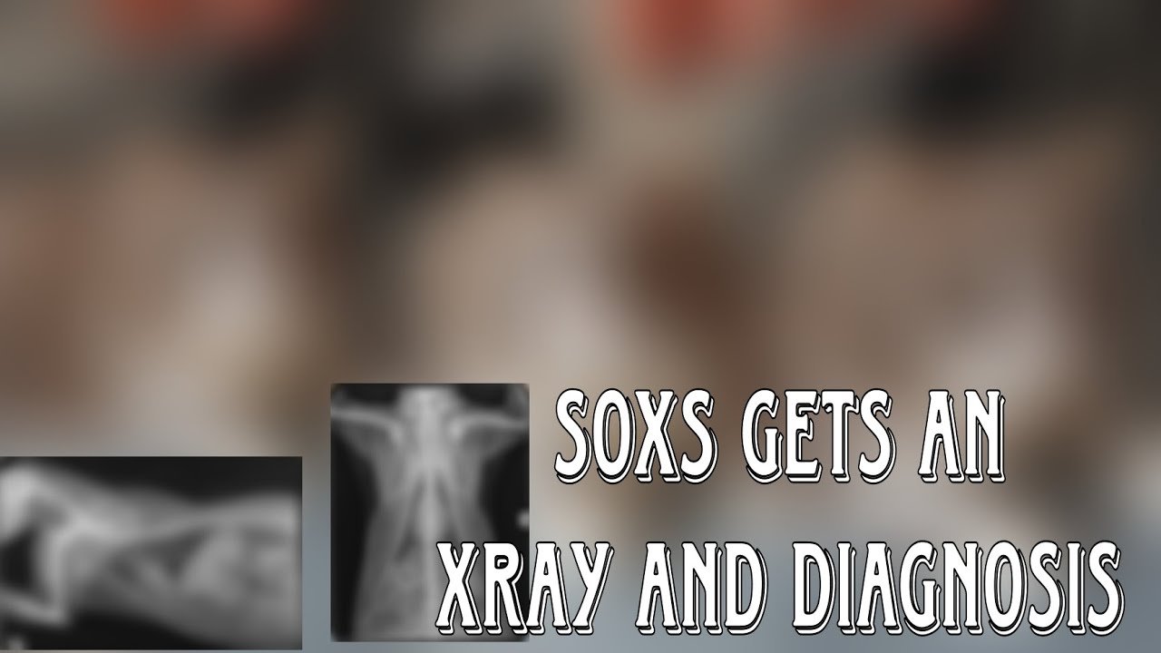 soxs gets an xray - YouTube