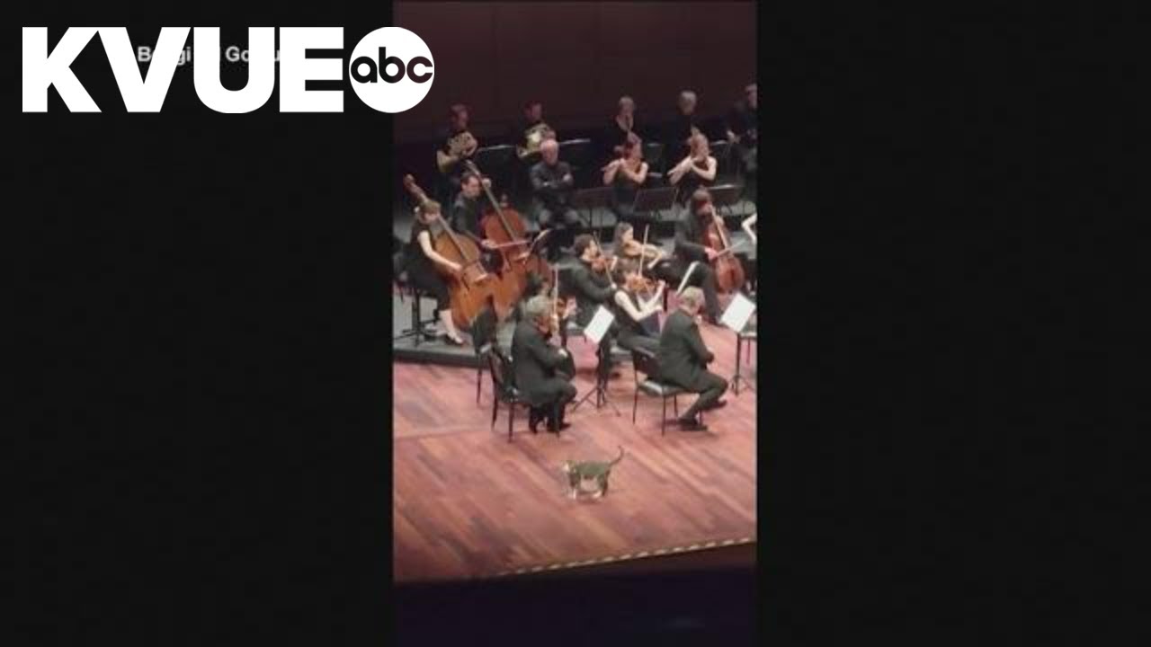 Cat wanders on stage during Swiss Chamber Orchestra performance in Istanbul - YouTube