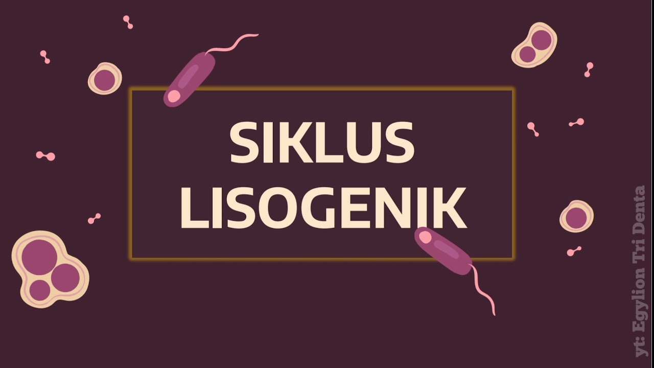 SIKLUS LITIK DAN SIKLUS LISOGENIK (PENGERTIAN, TAHAP-TAHAP, dan ...