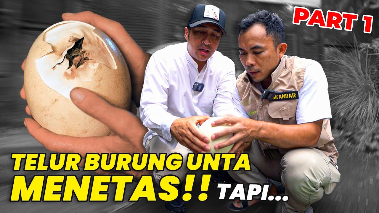 ALHAMDULILAH TELUR BURUNG UNTA KALI INI ADA BAYINYA 😱 | PART 1 - YouTube