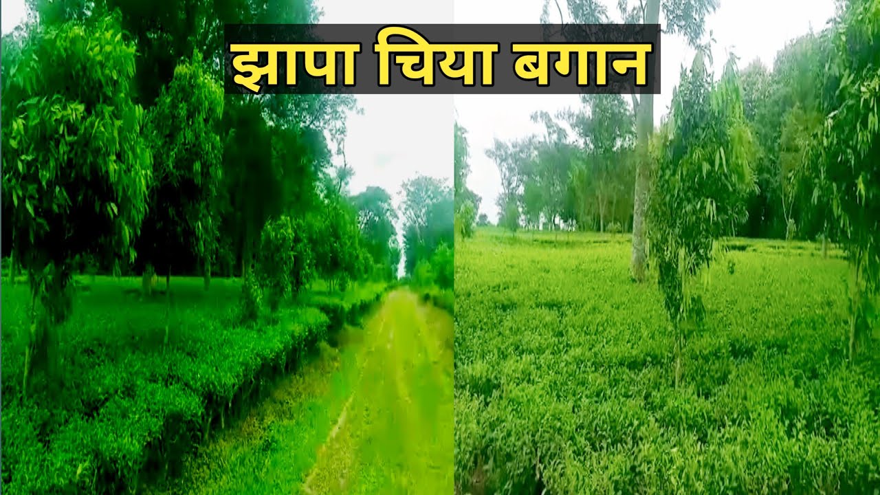 jhapa ko chiya bagan | nepal travel vlog | harshal 1985 - YouTube