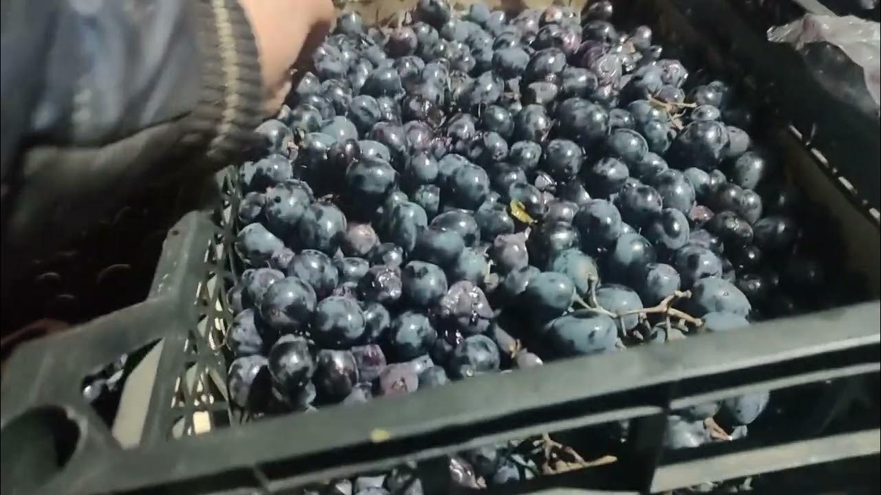 3 Января 2023г. Виноград для вина, сорт Молдова который можно купить в ...
