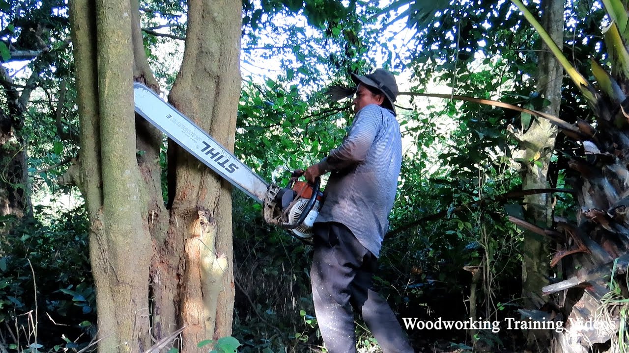 Amazing STIHL Chainsaw Felling Big Trees In Forest! Big Oak Log Cutting ...