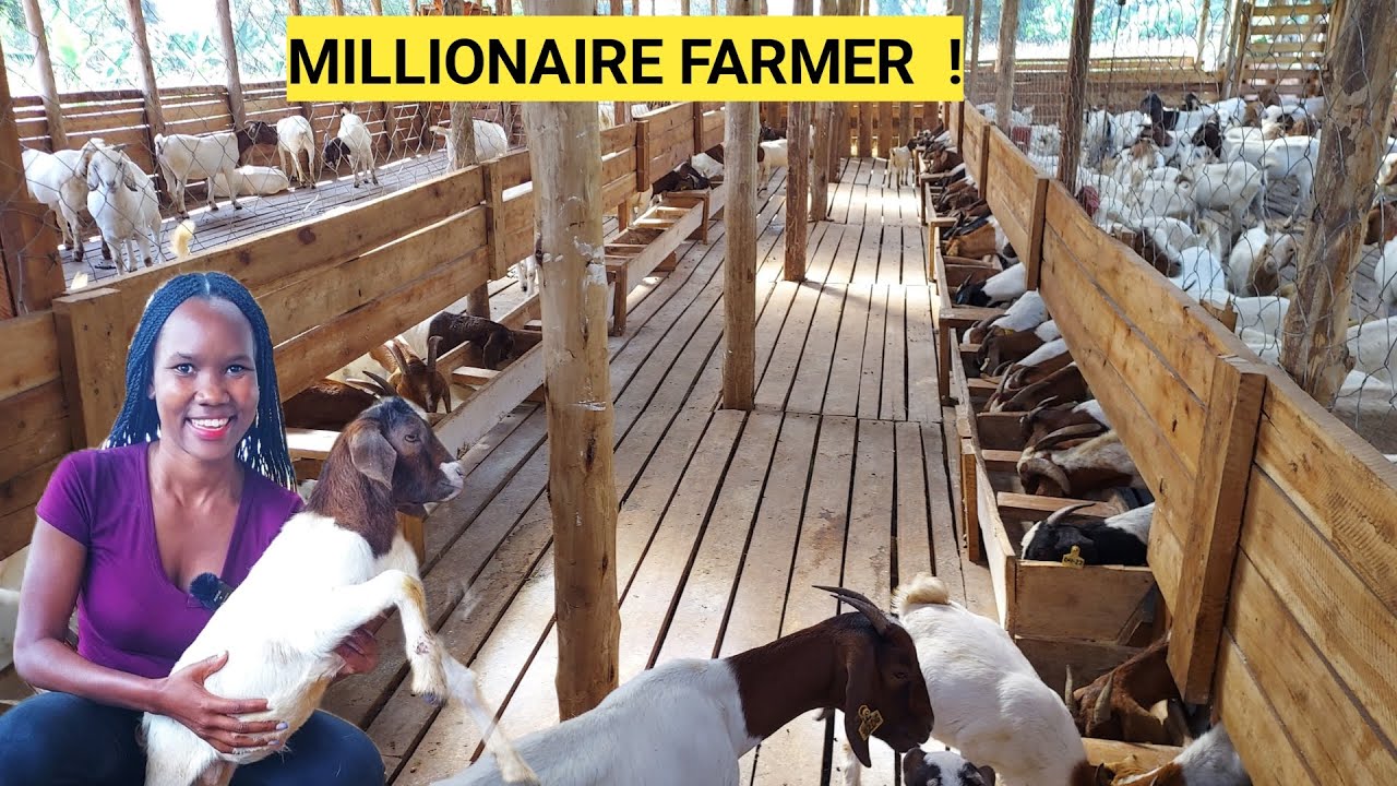 Starting A Simple GOAT Farm Routine for Profits!| Feeding, Deep ...