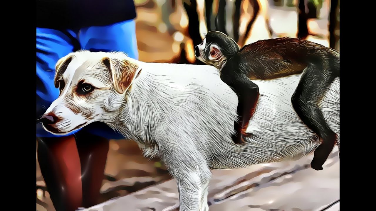 Chaos In India! Angry Monkeys Pulling Together To The Village Kill All ...
