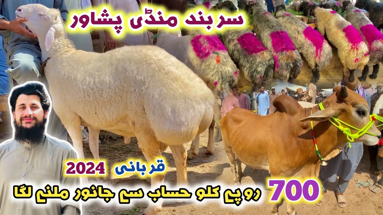 Dumba & Cattle Mandi Sarband Peshawar Latest updates 13/06/2024 | Izhar ...