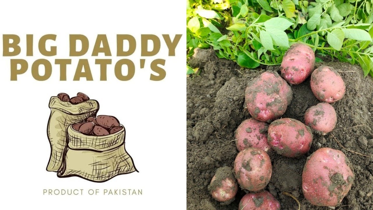 LR Potatoes | Lady Rosetta Potatoes | Pepsi aloo | Crop Checking ...
