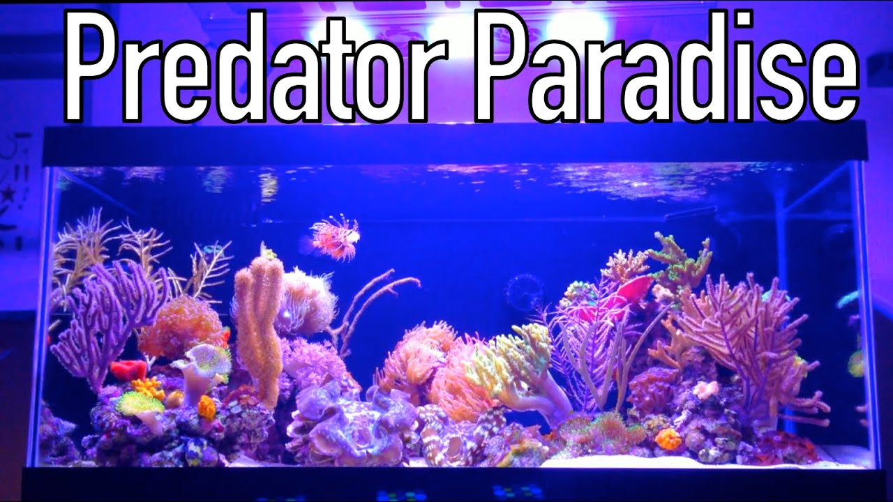 40 Gallon Exotic Nano Reef - Diver's Predator Paradise - YouTube