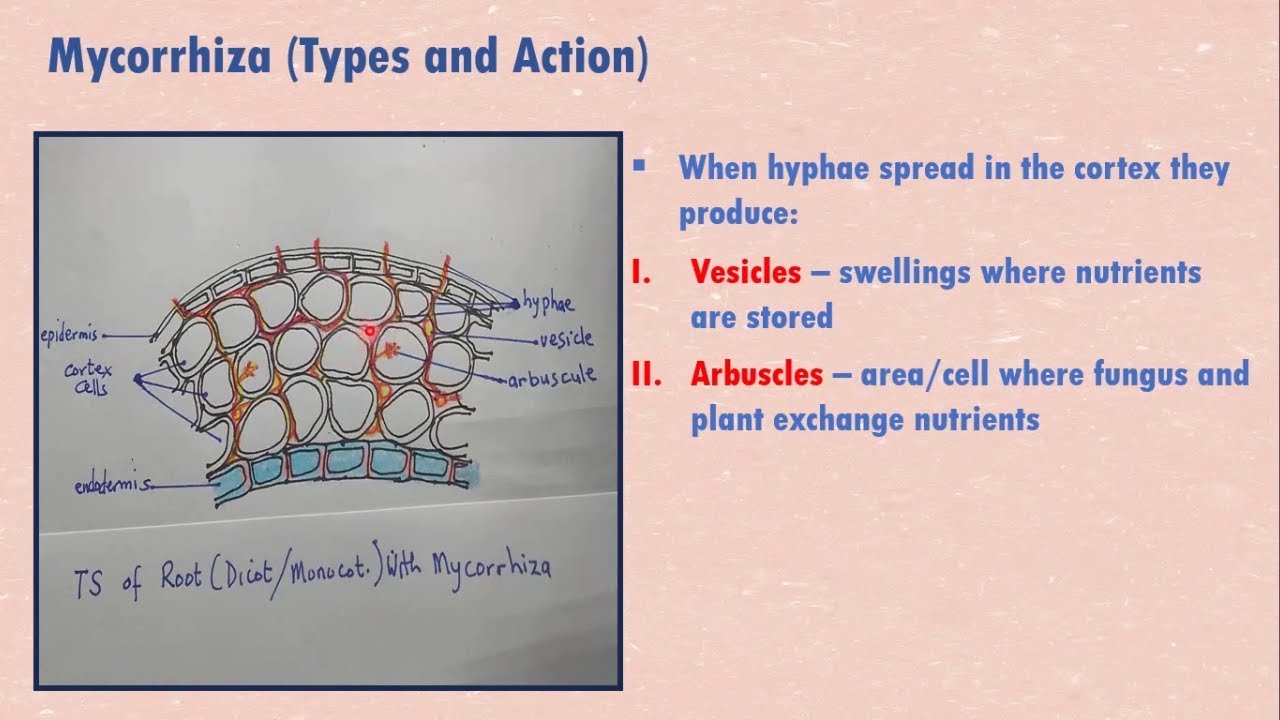 Root Morphology (part 2) | Contractile, Mycorrhiza, Root Nodules ...