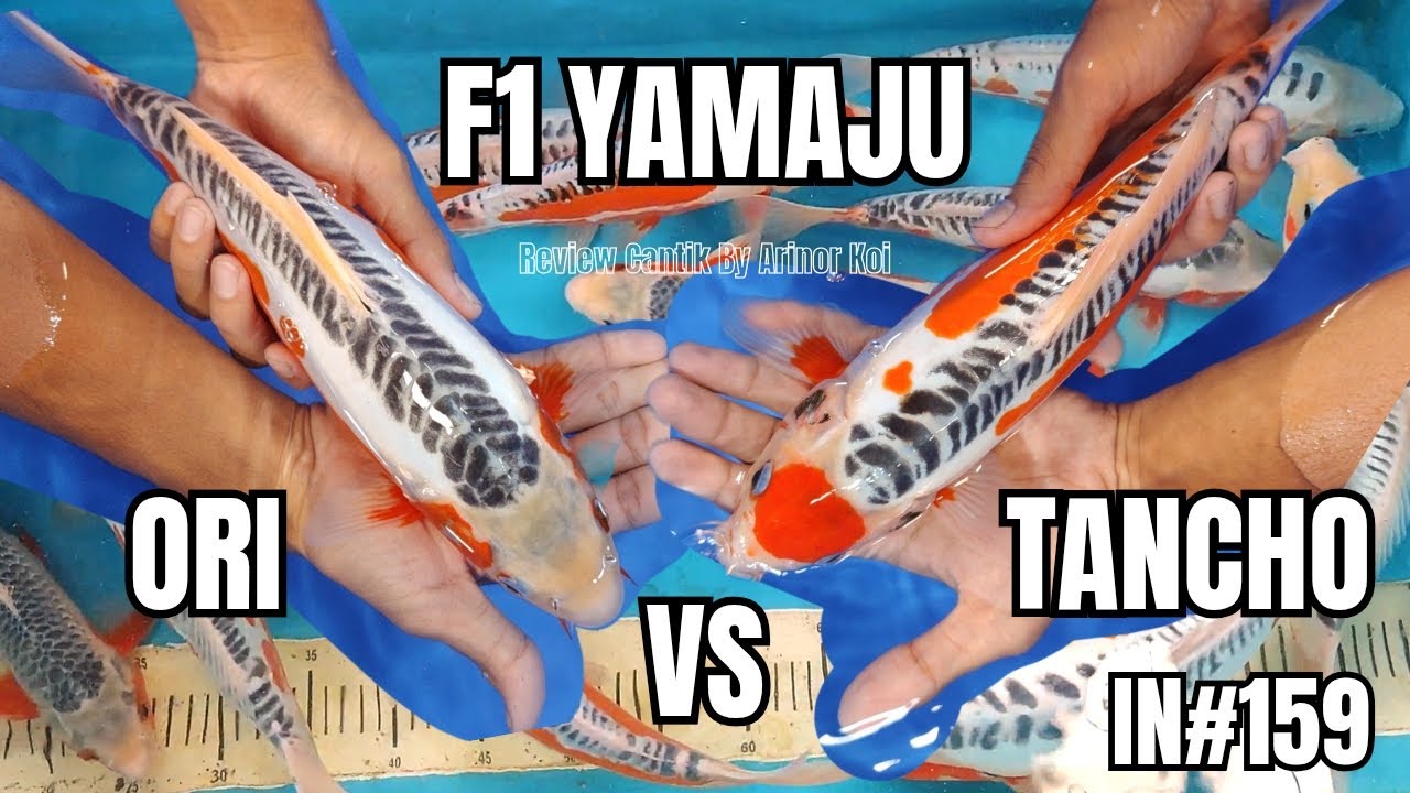 REVIEW HANNA SHUSUI F1 JEPANG 🇯🇵 HARGA RAMAH KANTONG 💥 - YouTube