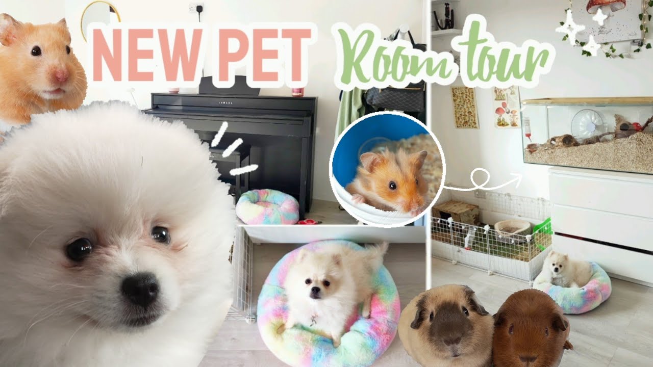 Pets On Tour