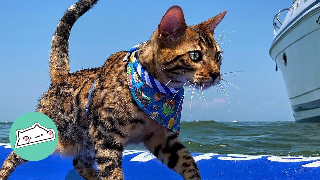 Curious Cat Felt Bored At Home. He Starts Boating With Family Instead | Cuddle Cat - YouTube