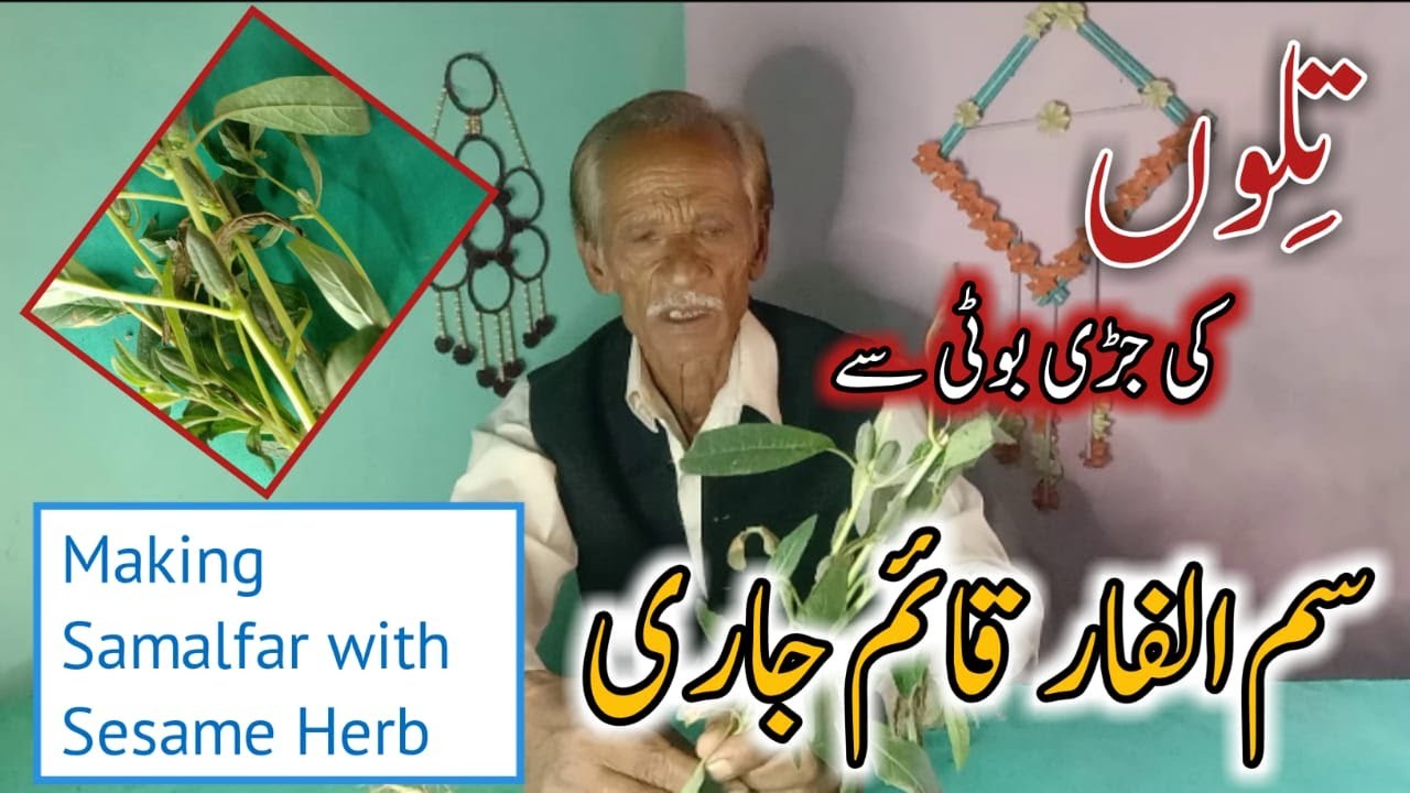 Making Simalfar (Sankhya) with Sesame Herb | Til ki Jari Butti Se ...