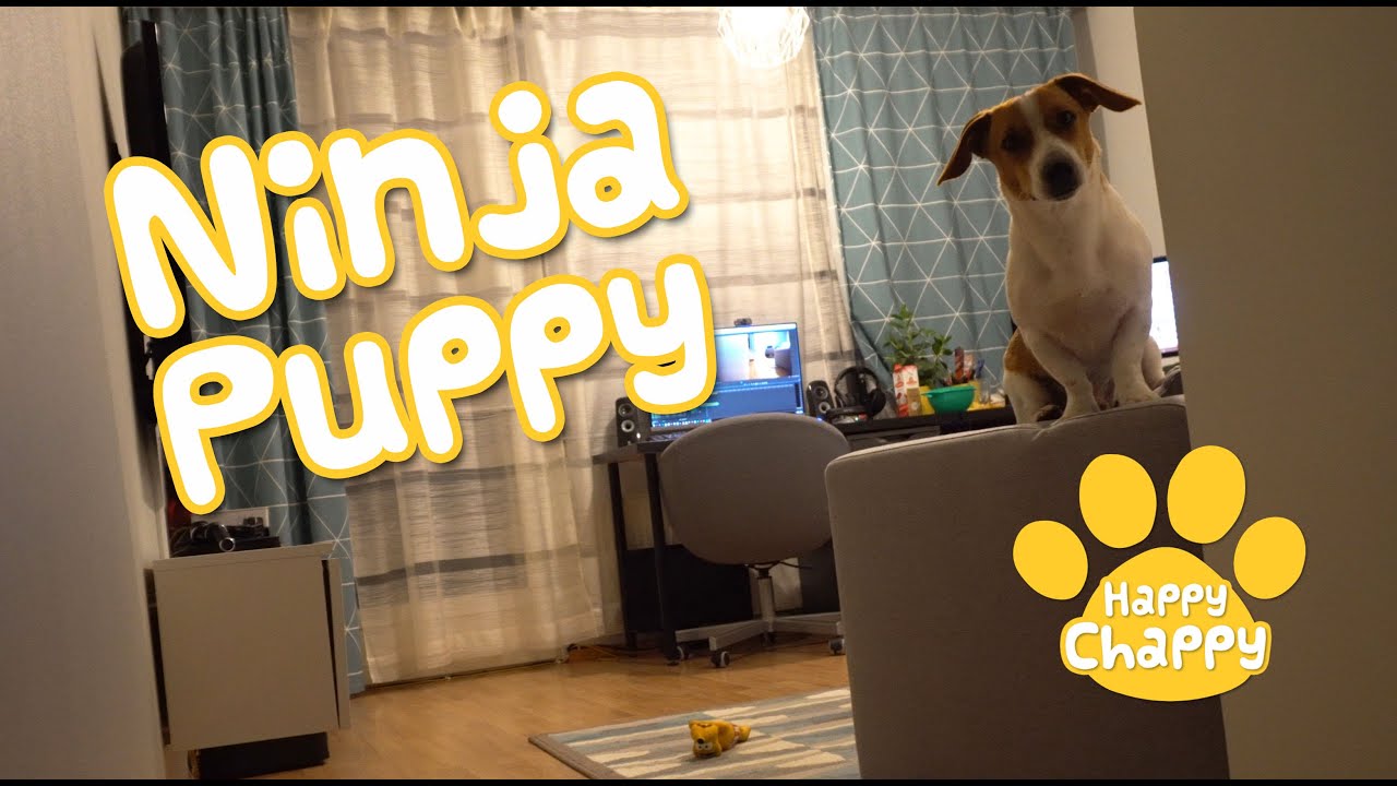 Sneaking ninja puppy - Happy Chappy - YouTube