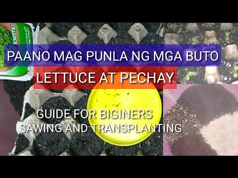 PAANO MAG PUNLA NG LETTUCE AT PECHAY - YouTube