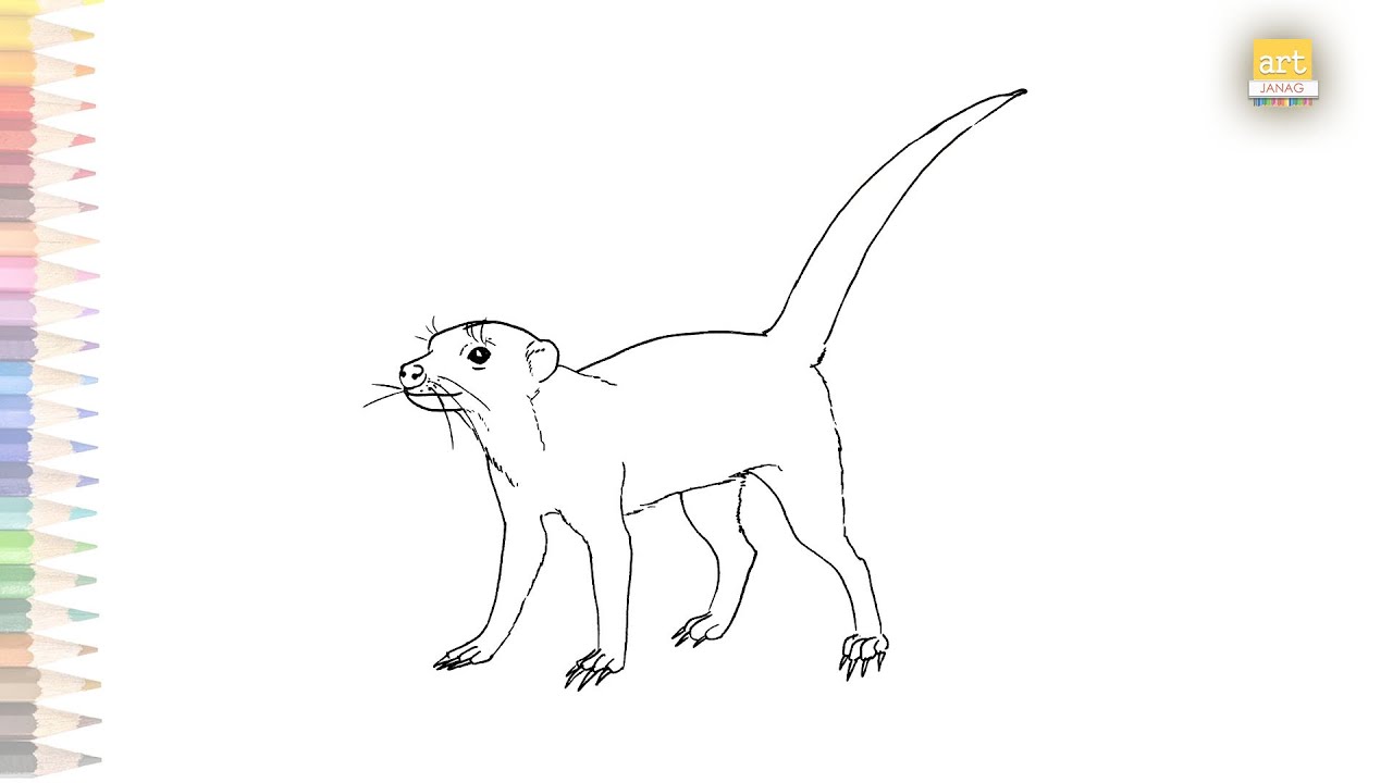 Meerkat drawings video | small mongoose drawings | How to draw A ...