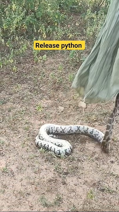 Release python in Forest #viralvideo #bigpython #pythonsnake #nature #giantpython - YouTube