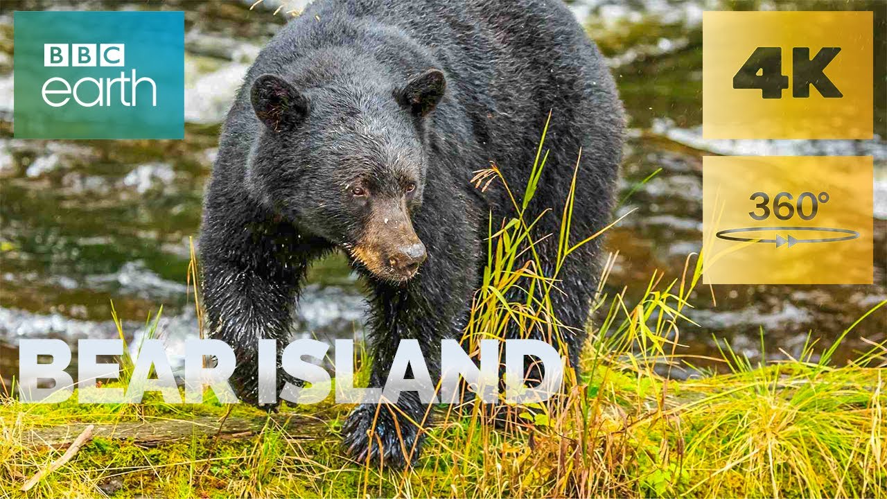 Bear Island in 360° 🐻 The story of a black bear | BBC Earth - YouTube