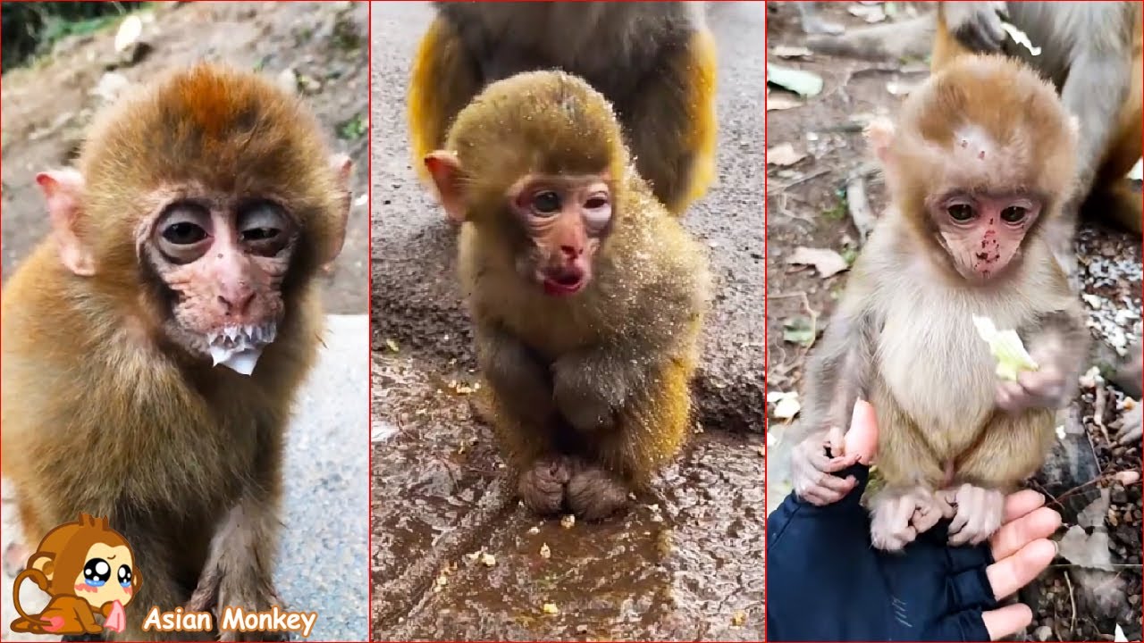 Poor baby monkey, body full of wounds and life full of hardships - YouTube