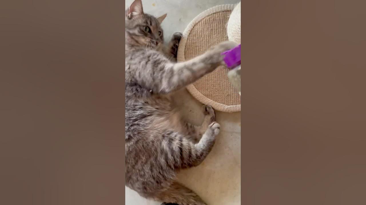 Catnip Time! #cat - YouTube