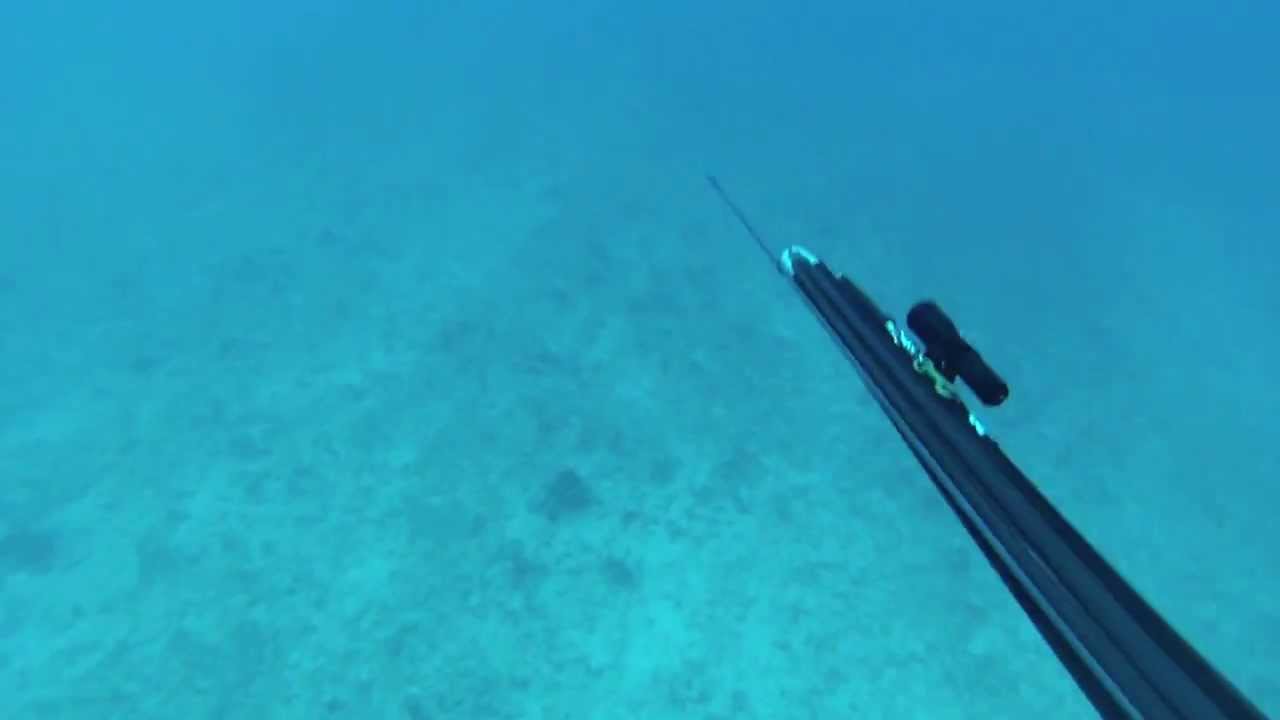 Narwal Dive - YouTube