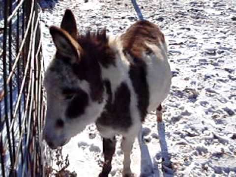Donkey Noise | Donkey Sound | Donkey HeeHaw - YouTube