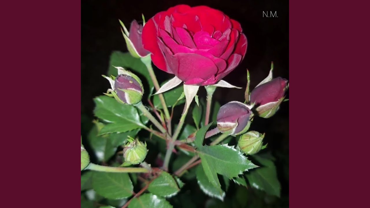 Jiji jiji Dablar - YouTube