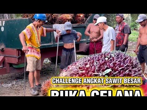 CHALLENGE ANGKAT SAWIT BESAR. BUKA CELANA 