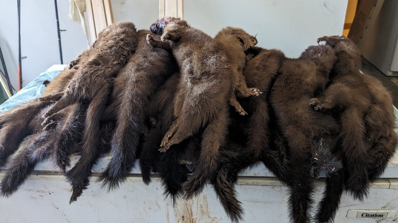 Fur shed Talk: Skinning Mink. #billingsleybrandlures #trapper # ...