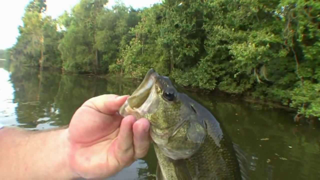 Bass Fishing and Swamp Pop Music on Castin' Cajun - YouTube